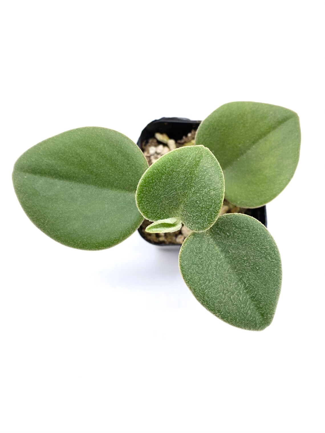 Peperomia Incana - Etsy