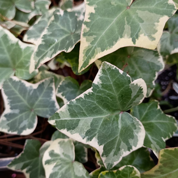 English Ivy Live Plant - Etsy
