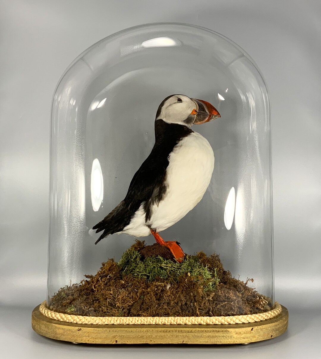 Stunning 20th-century Vintage Taxidermy Icelandic Puffin Glass Domed ...