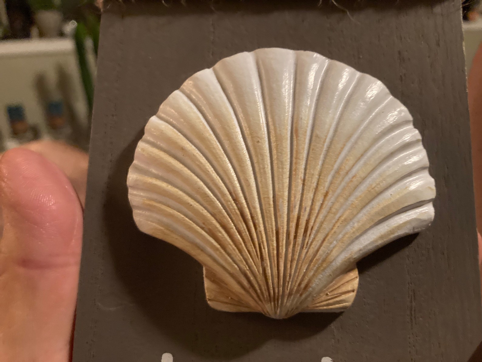 Sea Shell Door Hanger or Wall Decorexcellent - Etsy