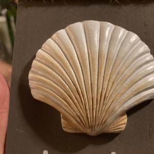 Sea Shell Door Hanger or Wall Decorexcellent - Etsy