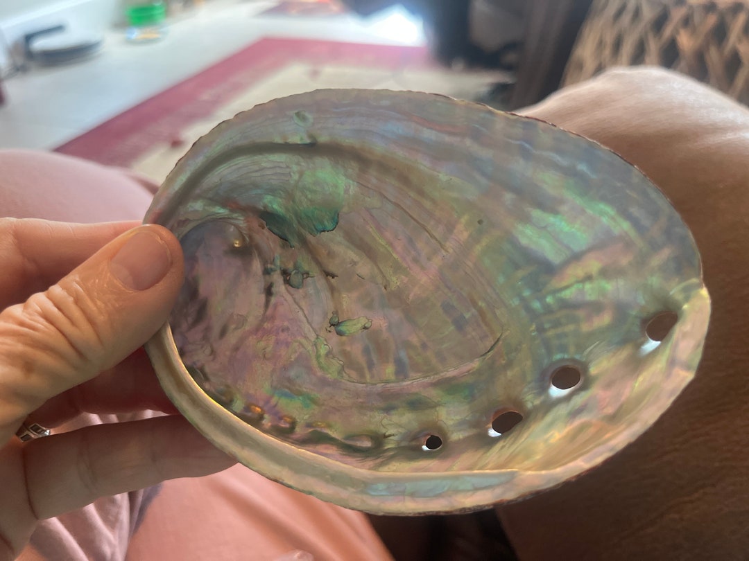 Large Abalone Shell - Etsy