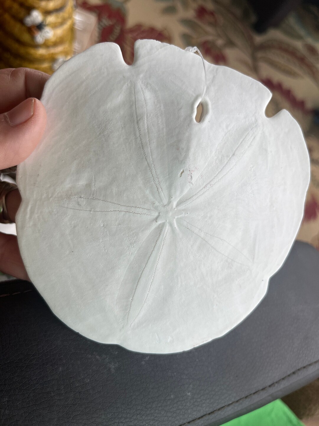 Sand Dollar Sea Shell,excellent Condition,new, Measures 5x5 ...