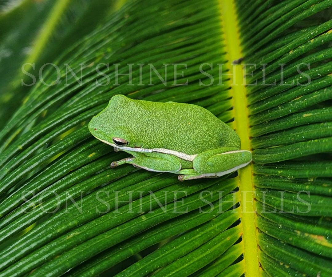Green Tree Frog in Sago Palm Tree Digital Photo Download Frog Photo ...