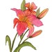 Lush Pink Striped Daylily Art Print Watercolor and Ink Day Lily Design ...