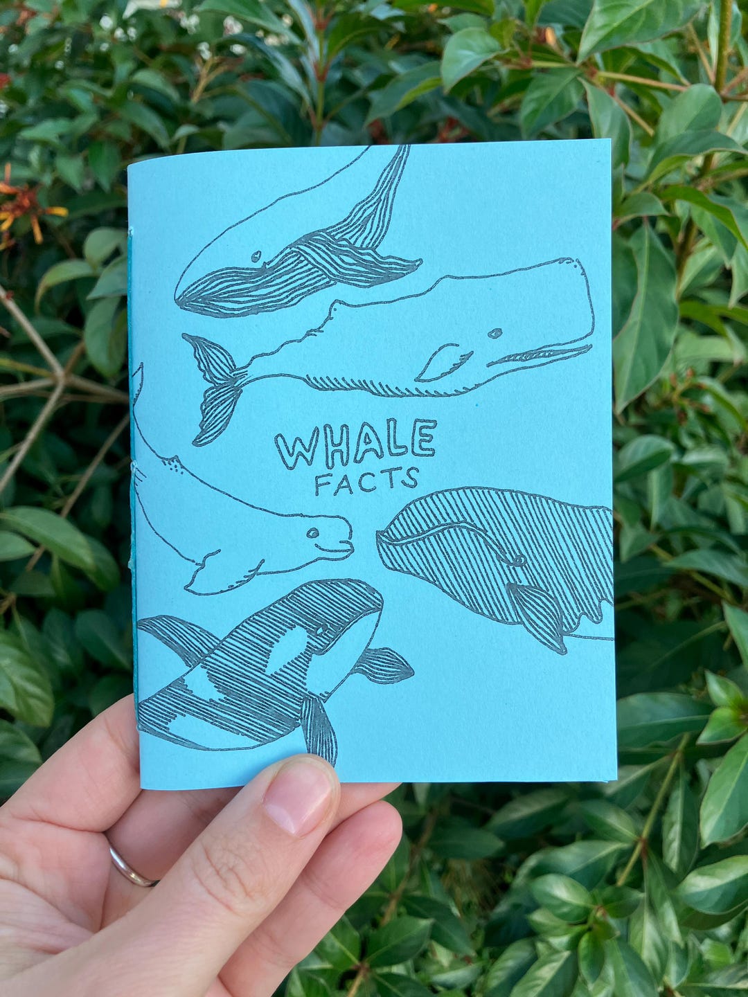 Whale Facts - a Zine - Etsy