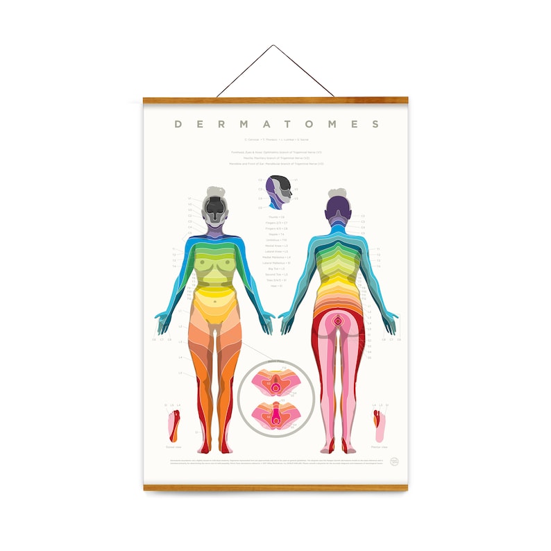 Dermatome Map 25" X 36" Wall Art • Acupuncture, Physical Therapy ...