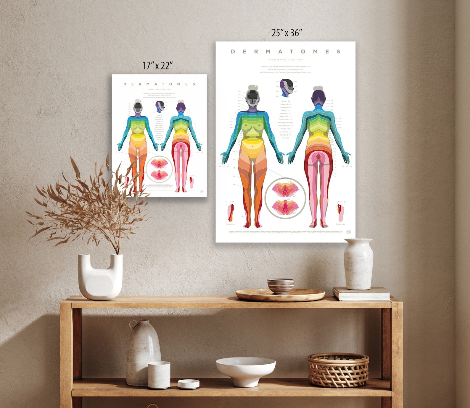 Dermatome Map 25 X 36 Wall Art Acupuncture, Physical Therapy, Anatomy ...