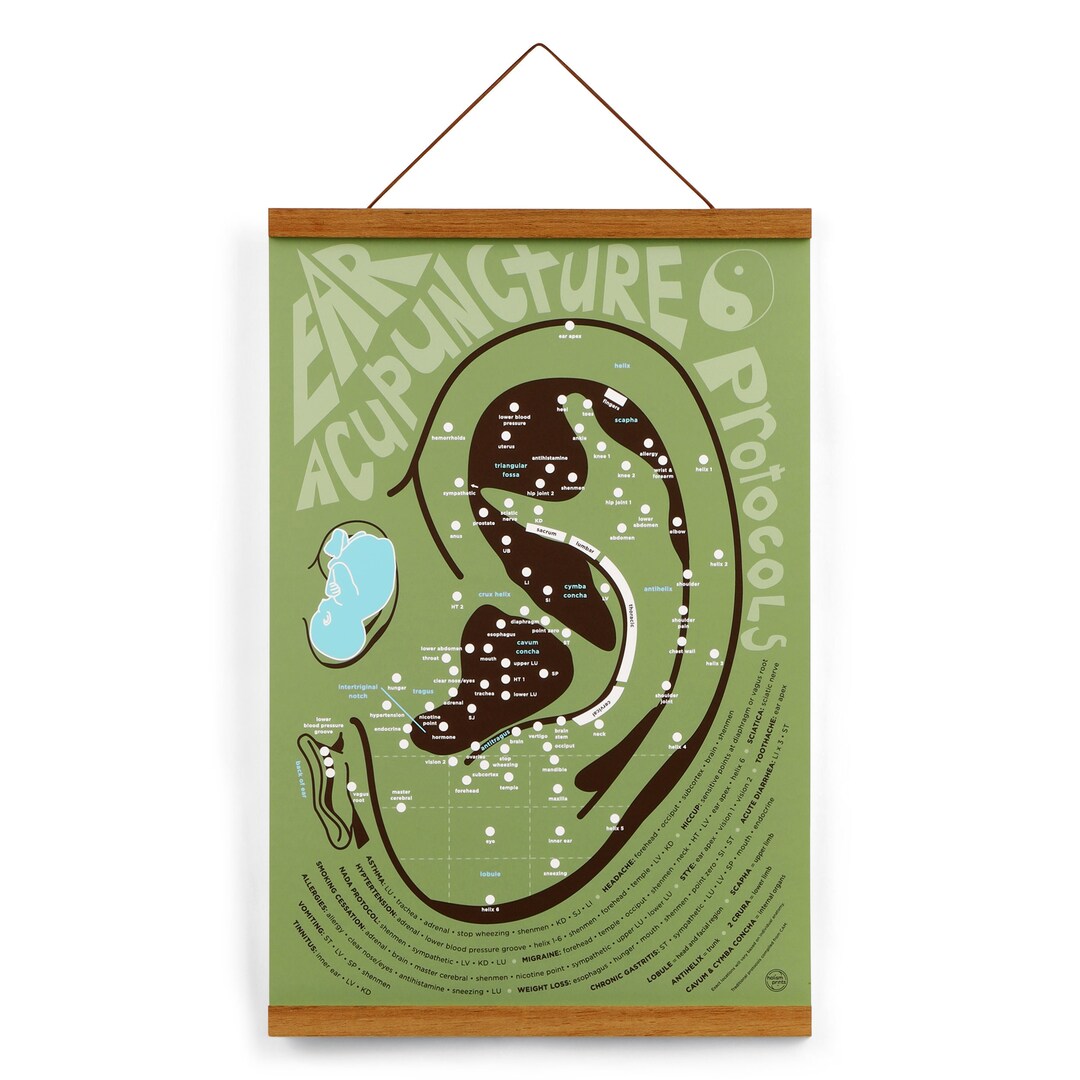 Ear Acupuncture Protocols Print (green) 13" X 19" • Auricular, Chinese ...
