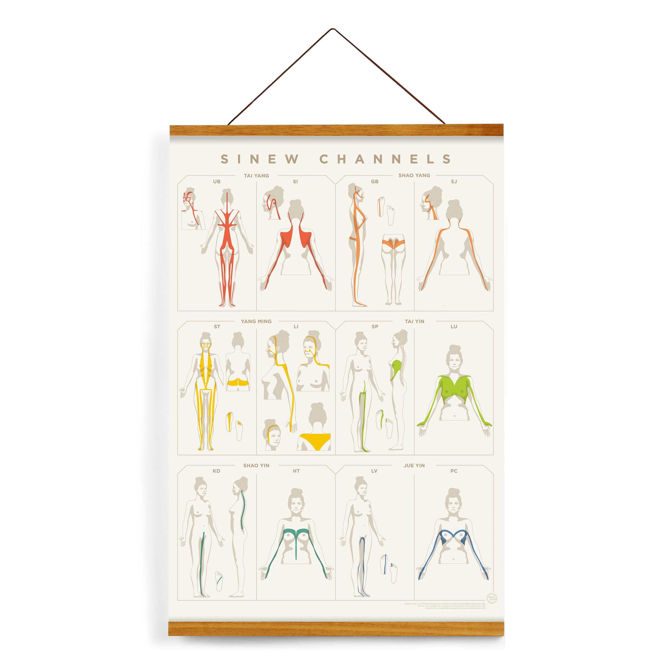 Sinew Channels 17" X 25", Frame Optional, Acupuncture, Chinese Medicine ...