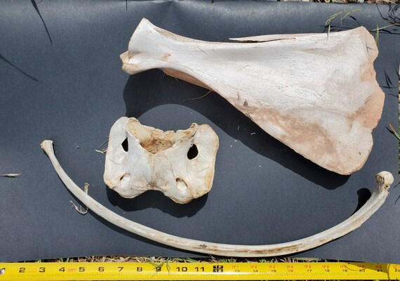 Escápula de caballo atlas hueso rib rib bone lote / taxidermia - Etsy ...