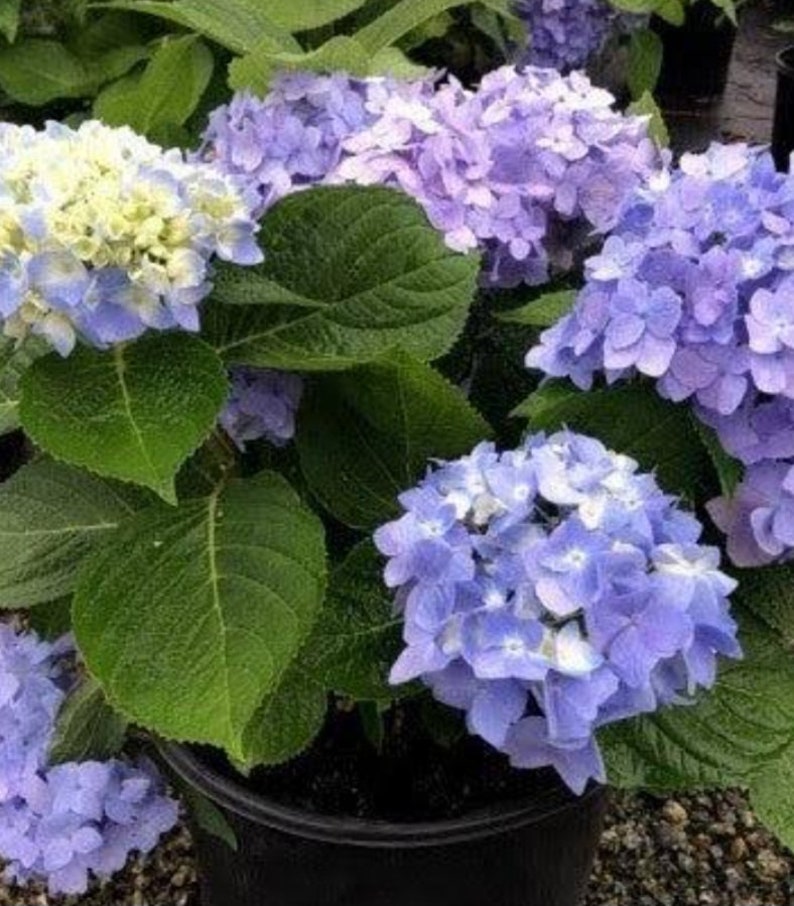 Penny Mac Hydrangea - Etsy