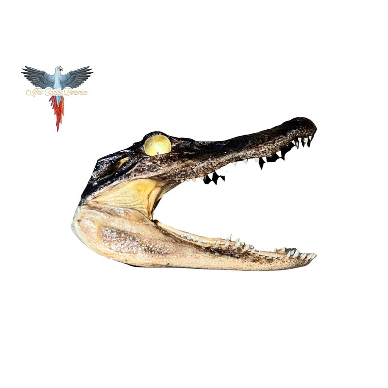 Alligator Heads - Etsy