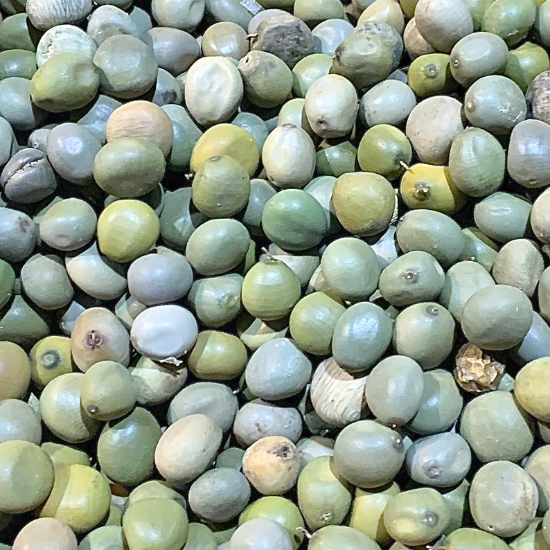 Guacalote Seed/Semillas de Quita Maldición/Omo Ayo | Etsy