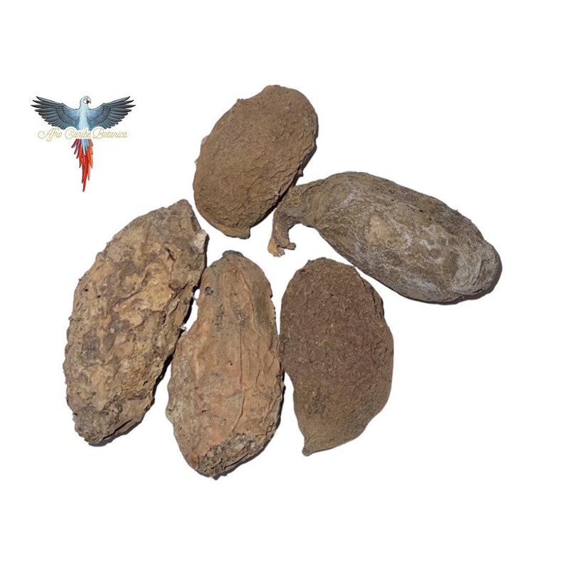 Obi Edun/monkey Kola - Etsy