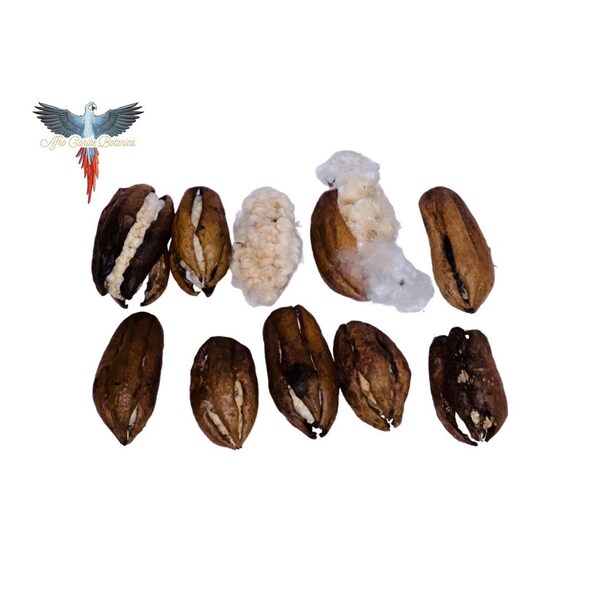 Tree Seed Pods - Etsy