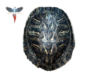 Alligator Snapping Turtle Shell - Etsy