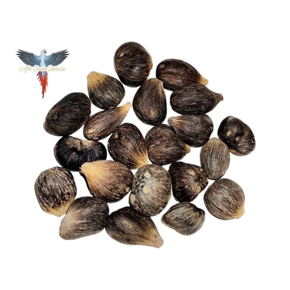 4 Eyed Ikin/ikines 4 Ojos - Etsy