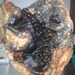 Big Black and Red Carnelian Botryoidal,15x15 Cms 6x 6 Agate/chalcedony ...
