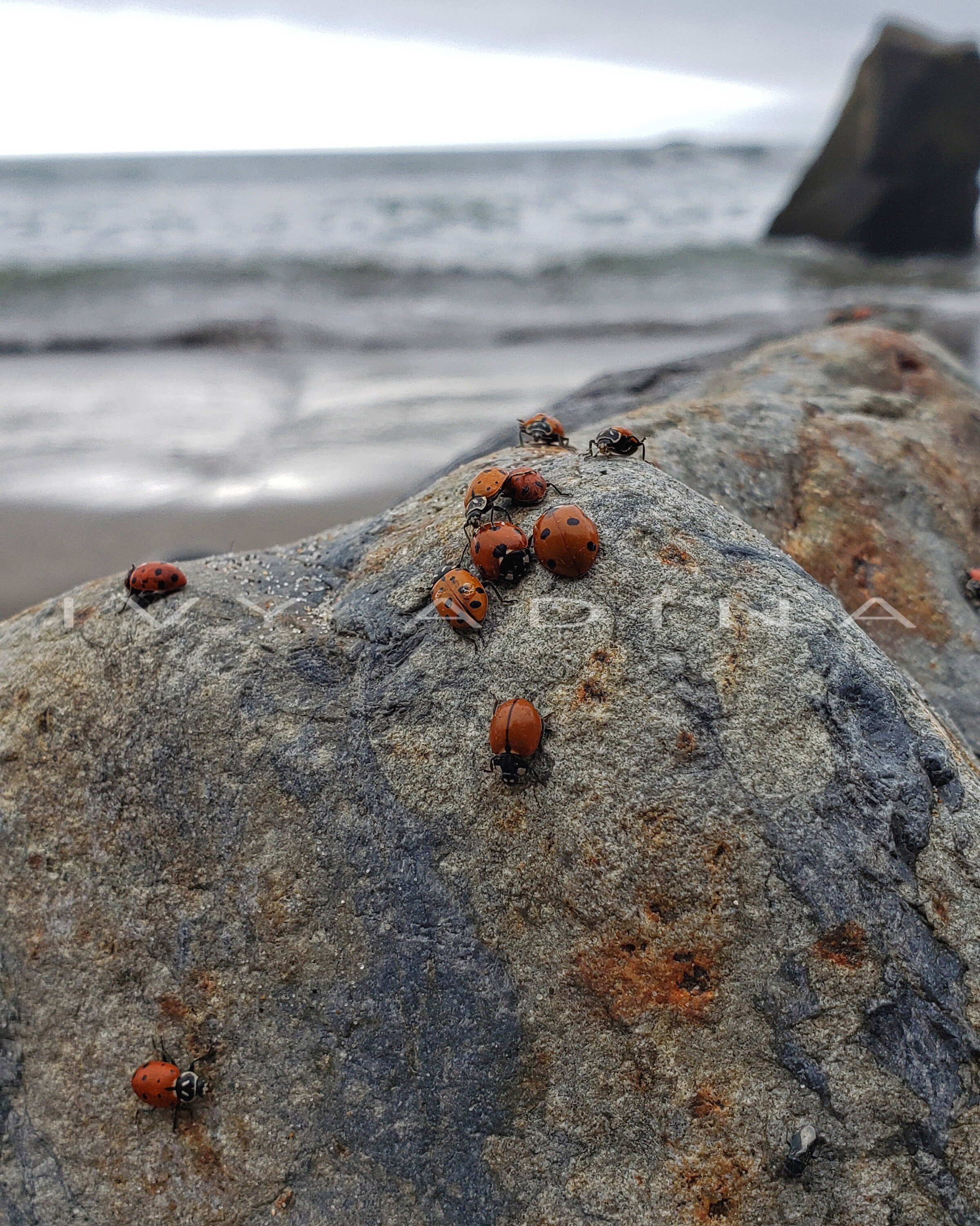 Ladybug Beach Business, Ladybug Wall Décor, Ladybug Print, Printable ...