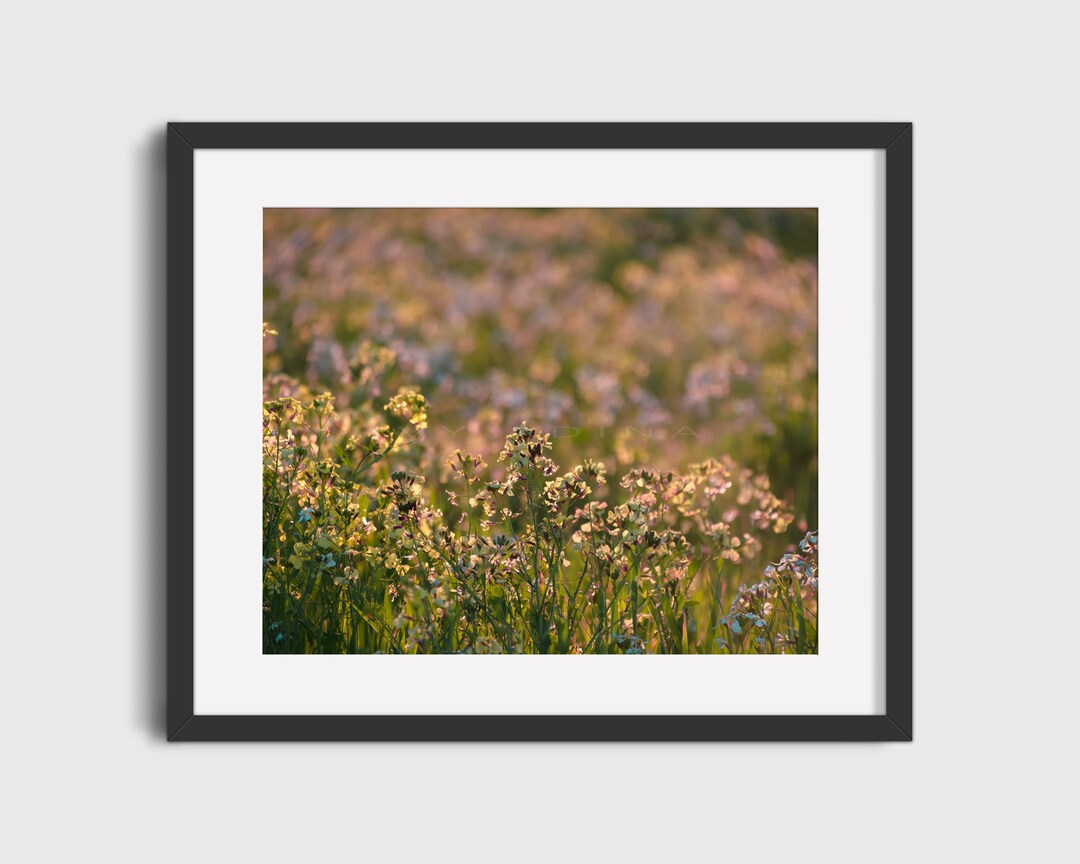 Golden Flower Hour, Flower Photography, Wall Décor, Printable Wall Art ...
