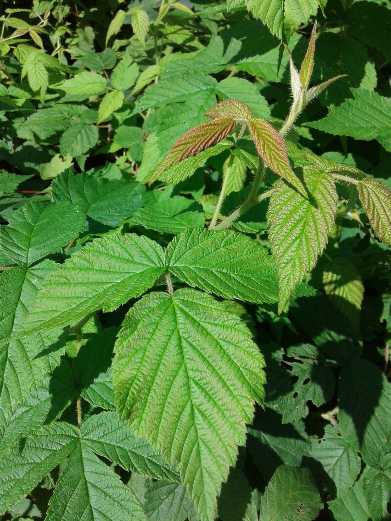 Organic Dried Raspberry Leaves - Etsy