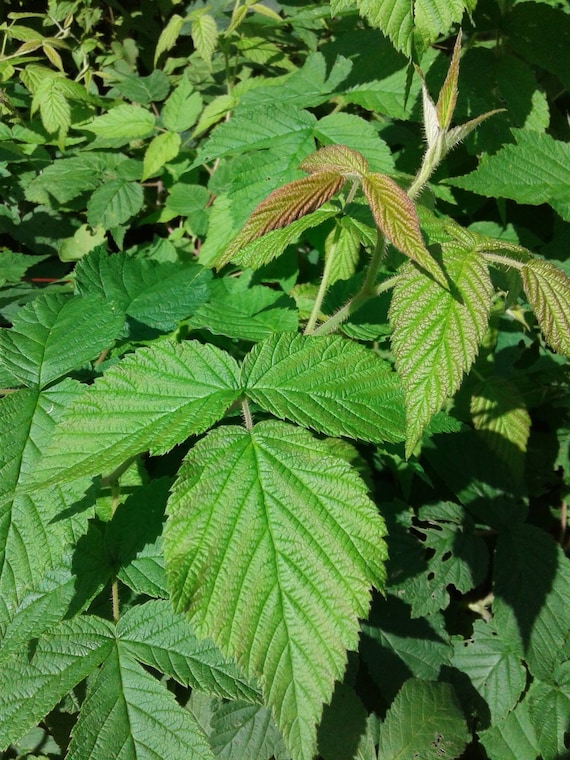 Organic Dried Raspberry Leaves - Etsy