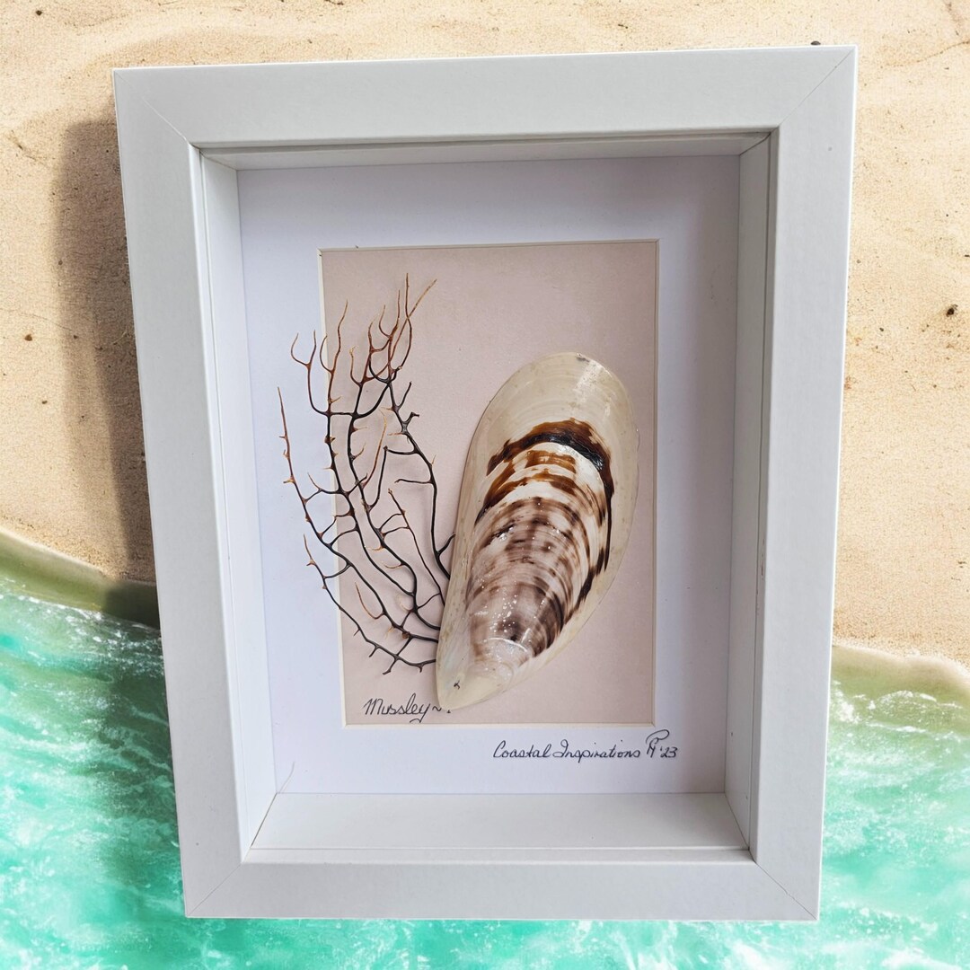 Freshwater Mussel Seashell Art: Modern Home Decor, Sustainable Art ...