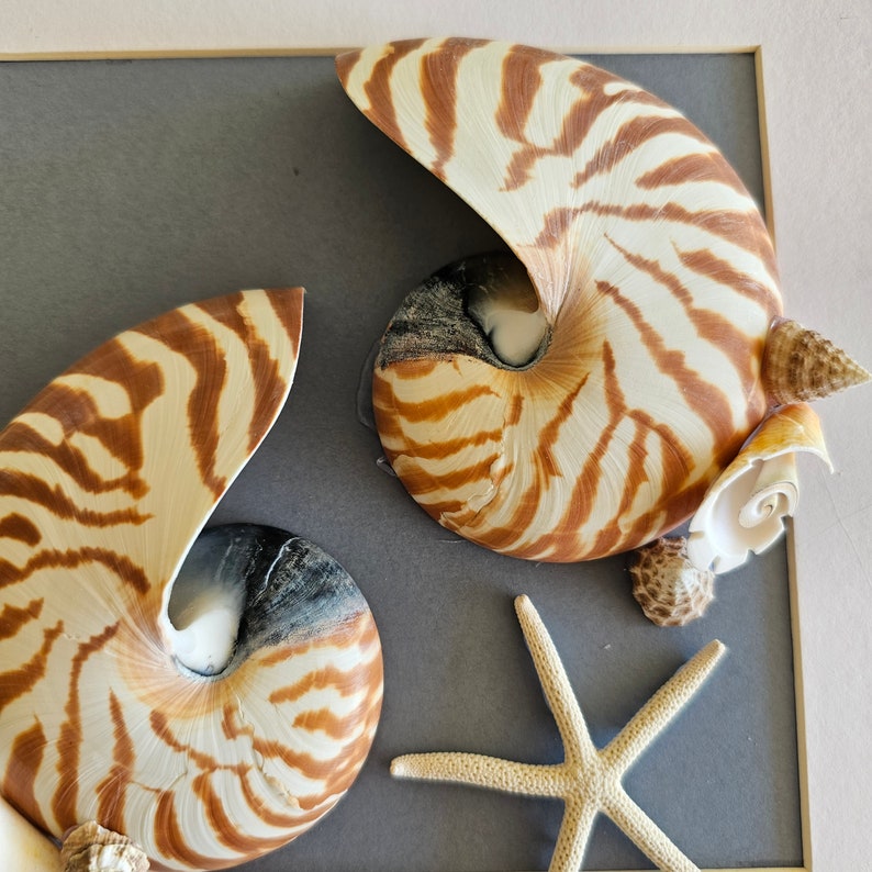 Natural Nautilus - Sliced - Etsy