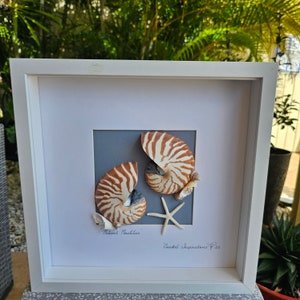 Natural Nautilus - Sliced - Etsy