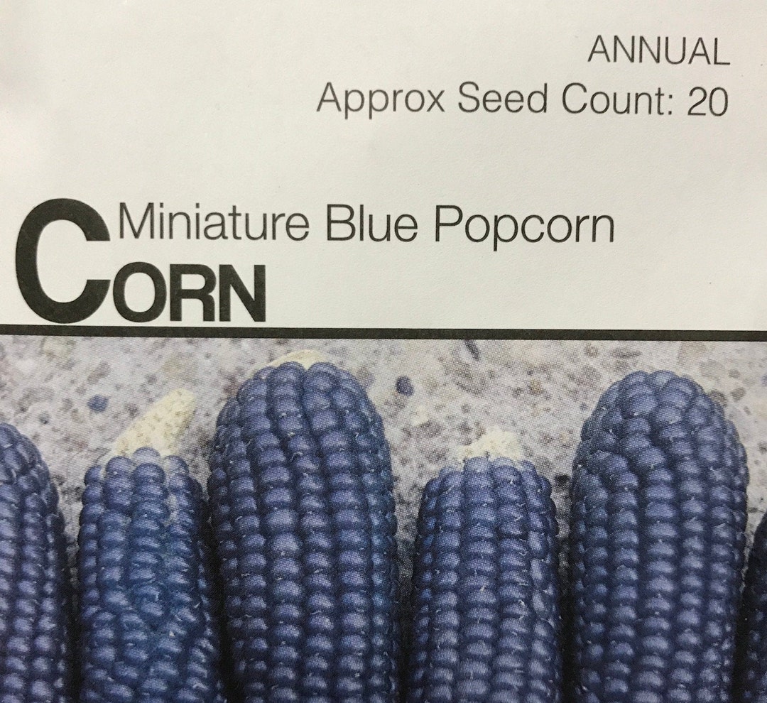 Blue Corn Seed - Etsy