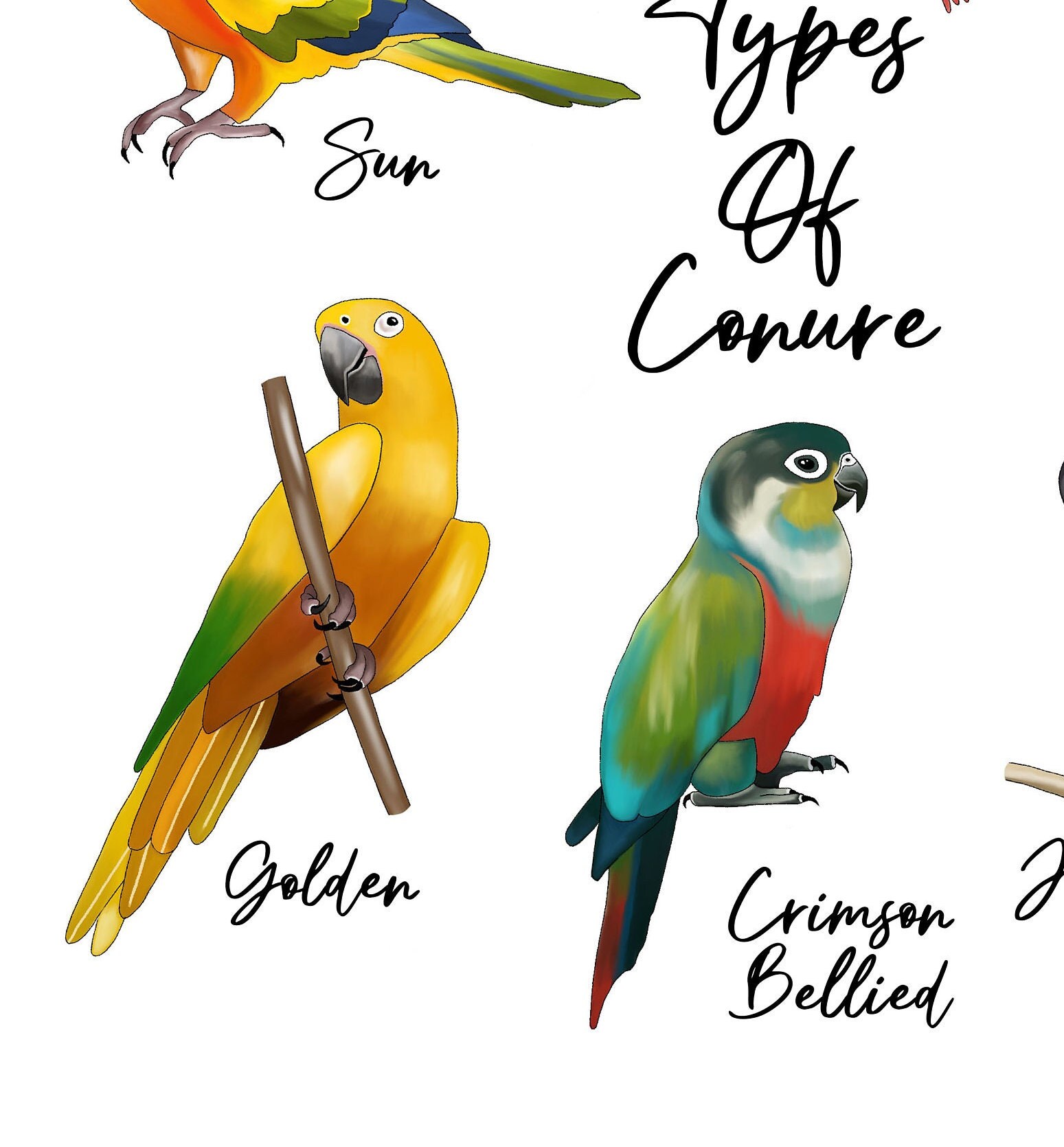 Conure Chart Print / Conure Print / Tropical Parrot Gift / Tropical ...
