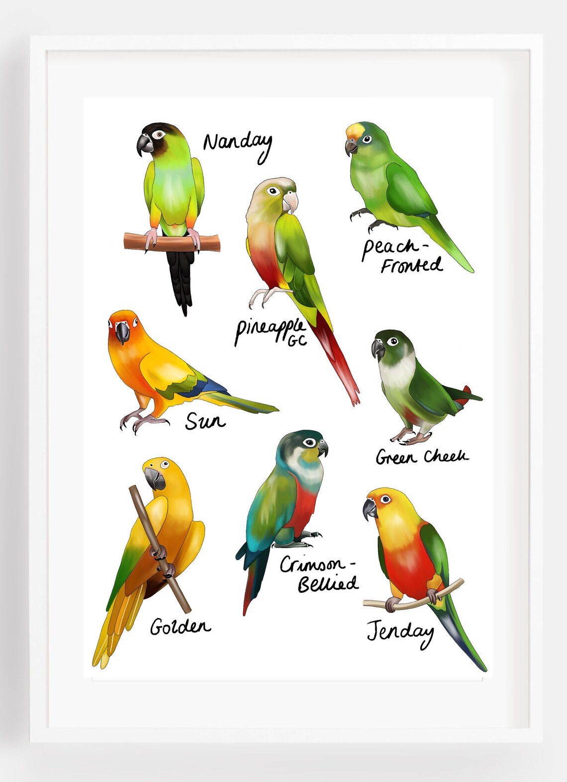 Conure Chart Print / Conure Print / Tropical Parrot Gift / | Etsy UK