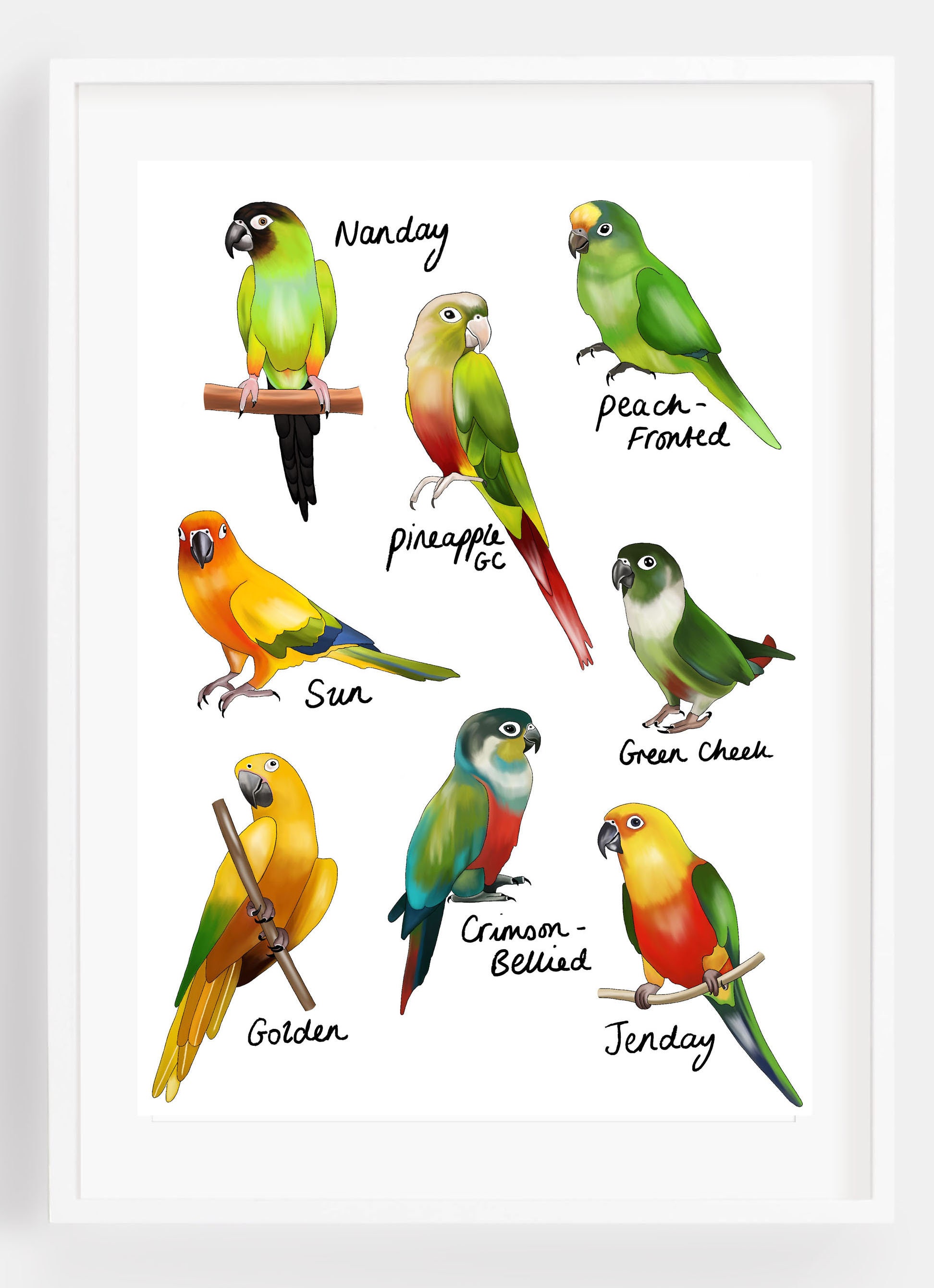 Conure Chart Print / Conure Print / Tropical Parrot Gift / | Etsy UK