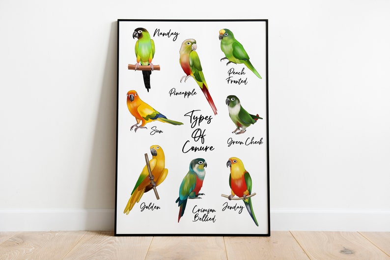Conure Chart Print / Conure Print / Tropical Parrot Gift / Tropical ...