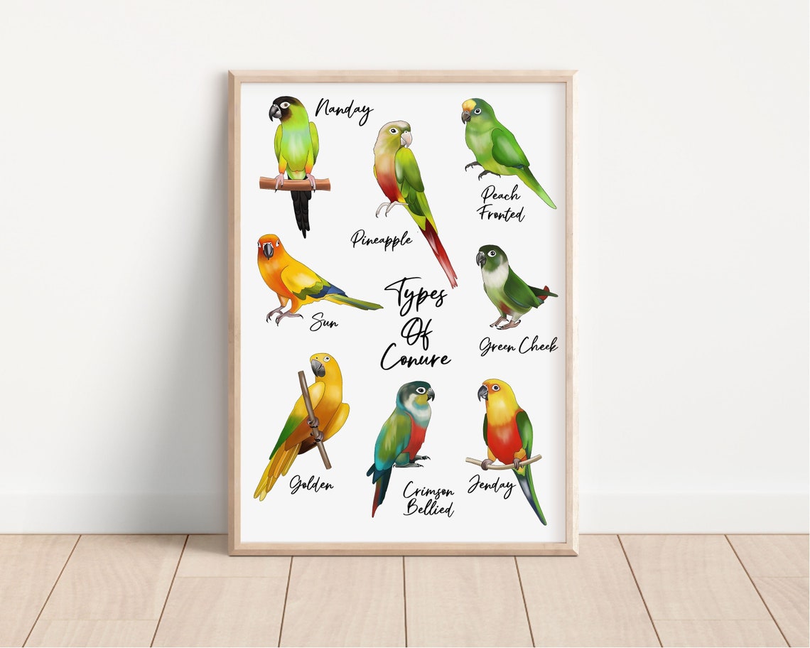 Conure Chart Print / Conure Print / Tropical Parrot Gift / Tropical ...
