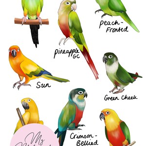 Conure Chart Print / Conure Print / Tropical Parrot Gift / | Etsy UK
