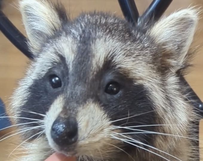 Adult Taxidermy Softmount Raccoon Soft Mounts Taxidermied Raccoon ...