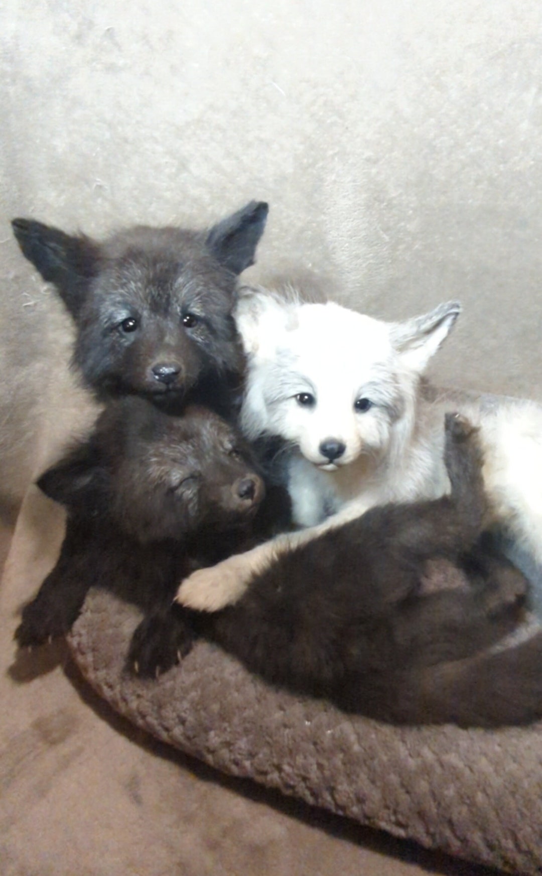 New Baby Fox Litter. Baby Fox and Pup Taxidermy. Softmounts With ...