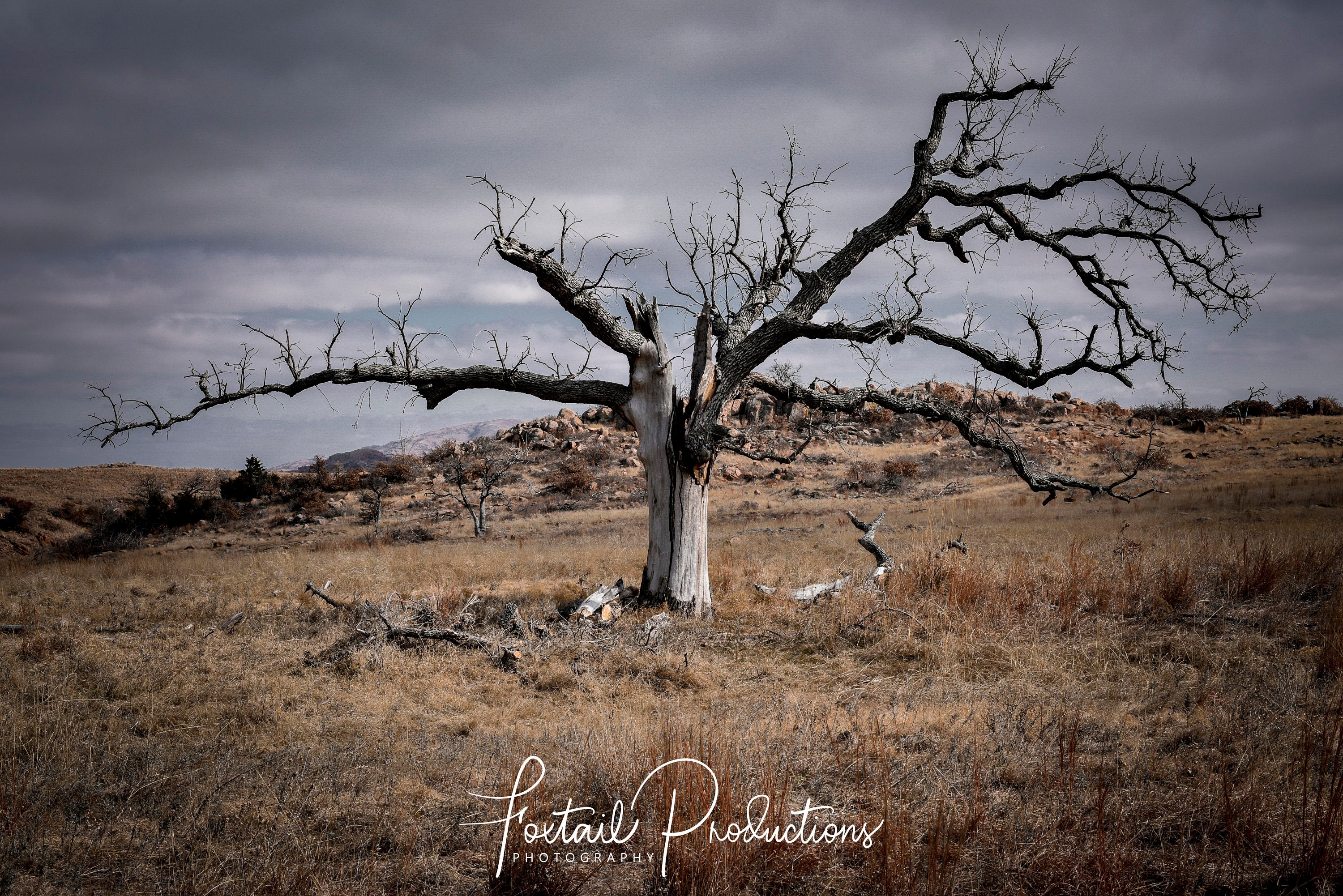 Tree Photography - Landscape Photography Print - "thunder Struck ...