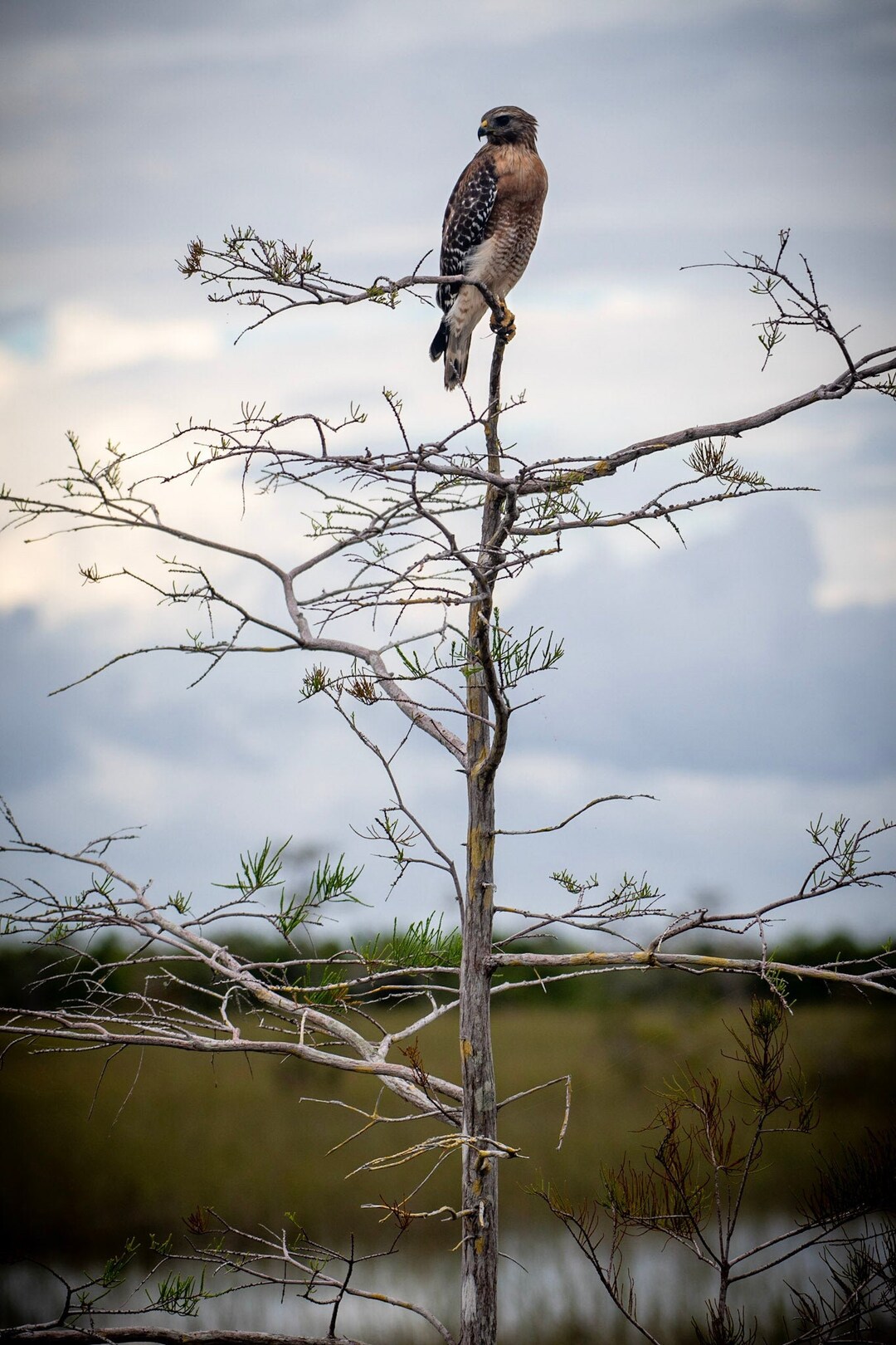 Falconry Hawk Photography Print - Everglades National Park, Florida ...