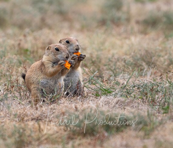 Wildlife Photography Print Prairie Dogs Munchin' on Some | Etsy