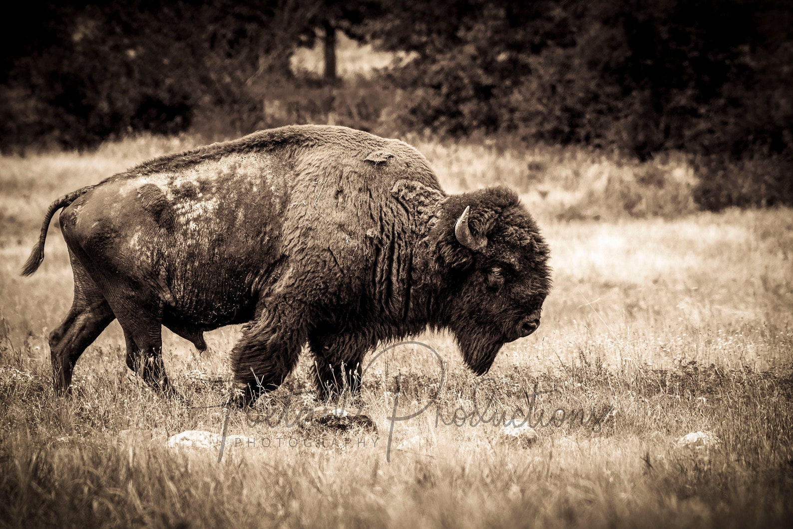 Buffalo Wall Art Photography Print Plains Bison Photo | Etsy