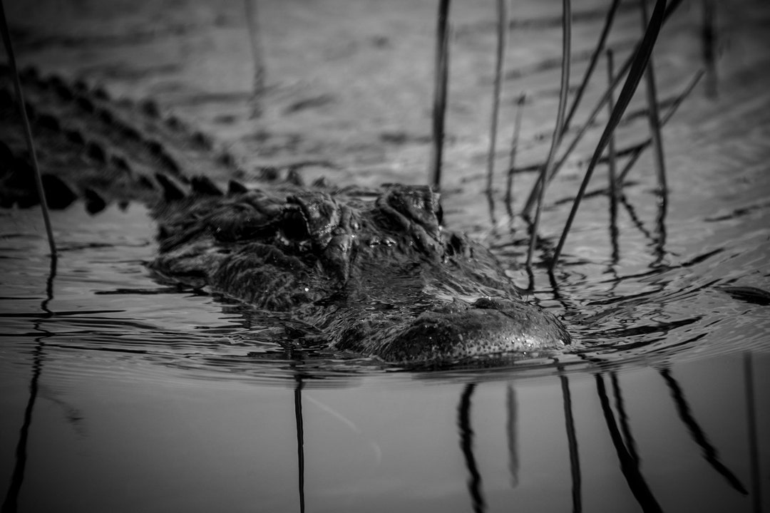 Gator Photography Print - Everglades National Park, Florida Wall Art - Etsy