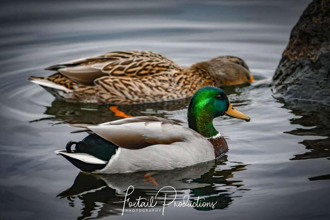 Mallard Drake Fine Art Print – Southwestern Wildlife Photo - Etsy