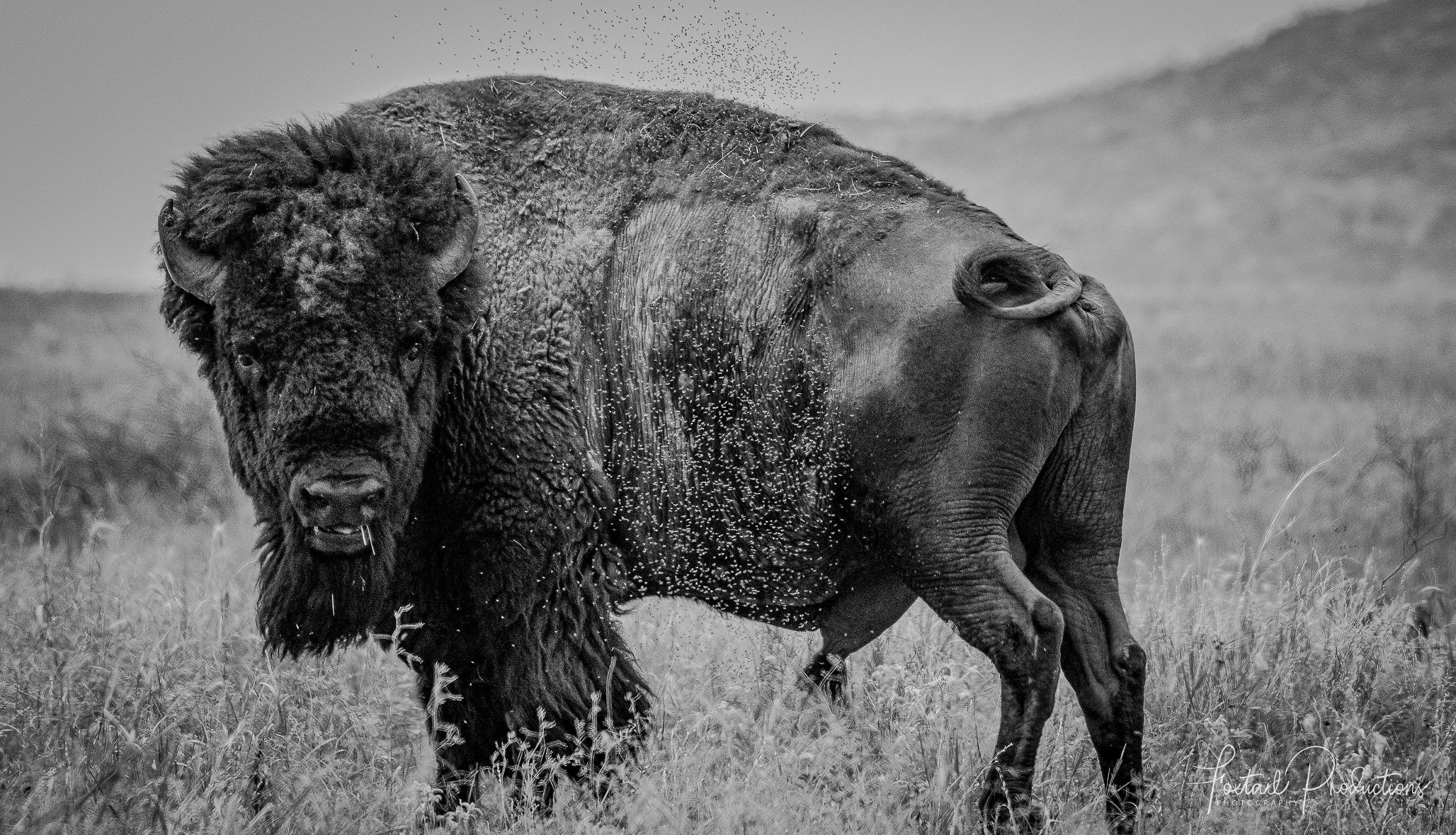 Buffalo Photography Print Plains Bison Photo, Plains Buffalo Photo Wall ...