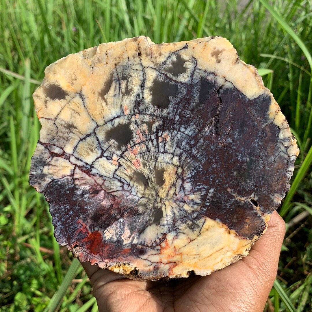 Rough PALM WOOD Best Quality From Indonesia - Etsy