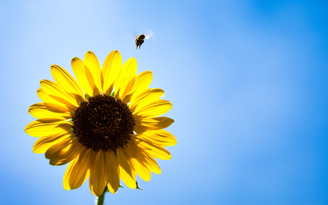 Bee Flying to Bright Yellow Sunflower With Blue Sky in Summer, Nature ...