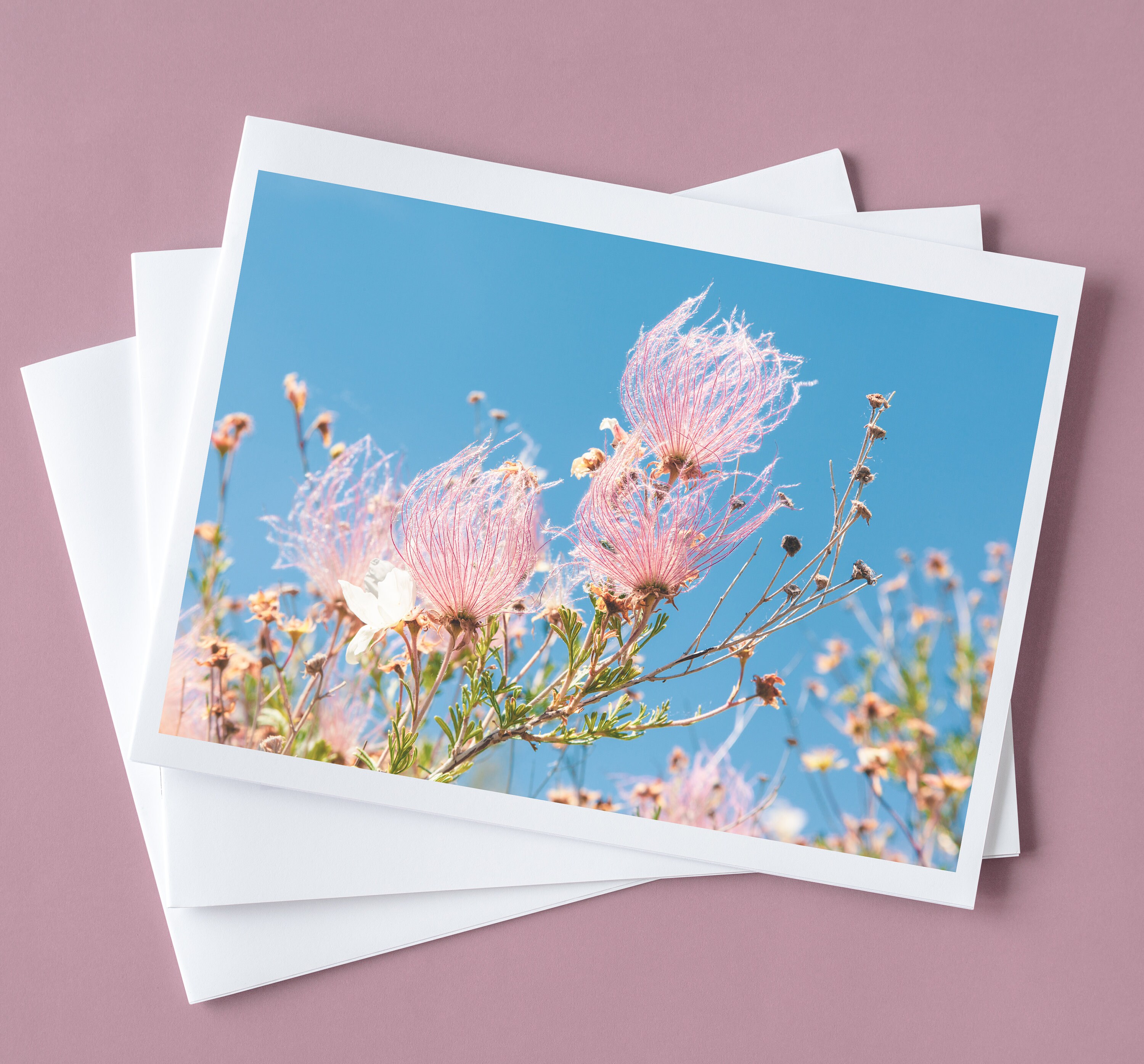 Pink Apache Plume Colorado Wildflower Flowering Bush in - Etsy
