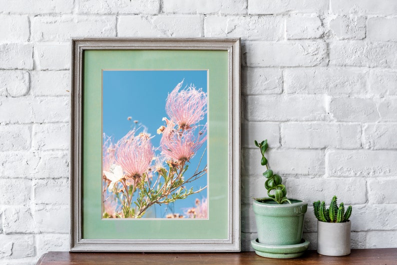 Pink Apache Plume Colorado Wildflower Flowering Bush in - Etsy